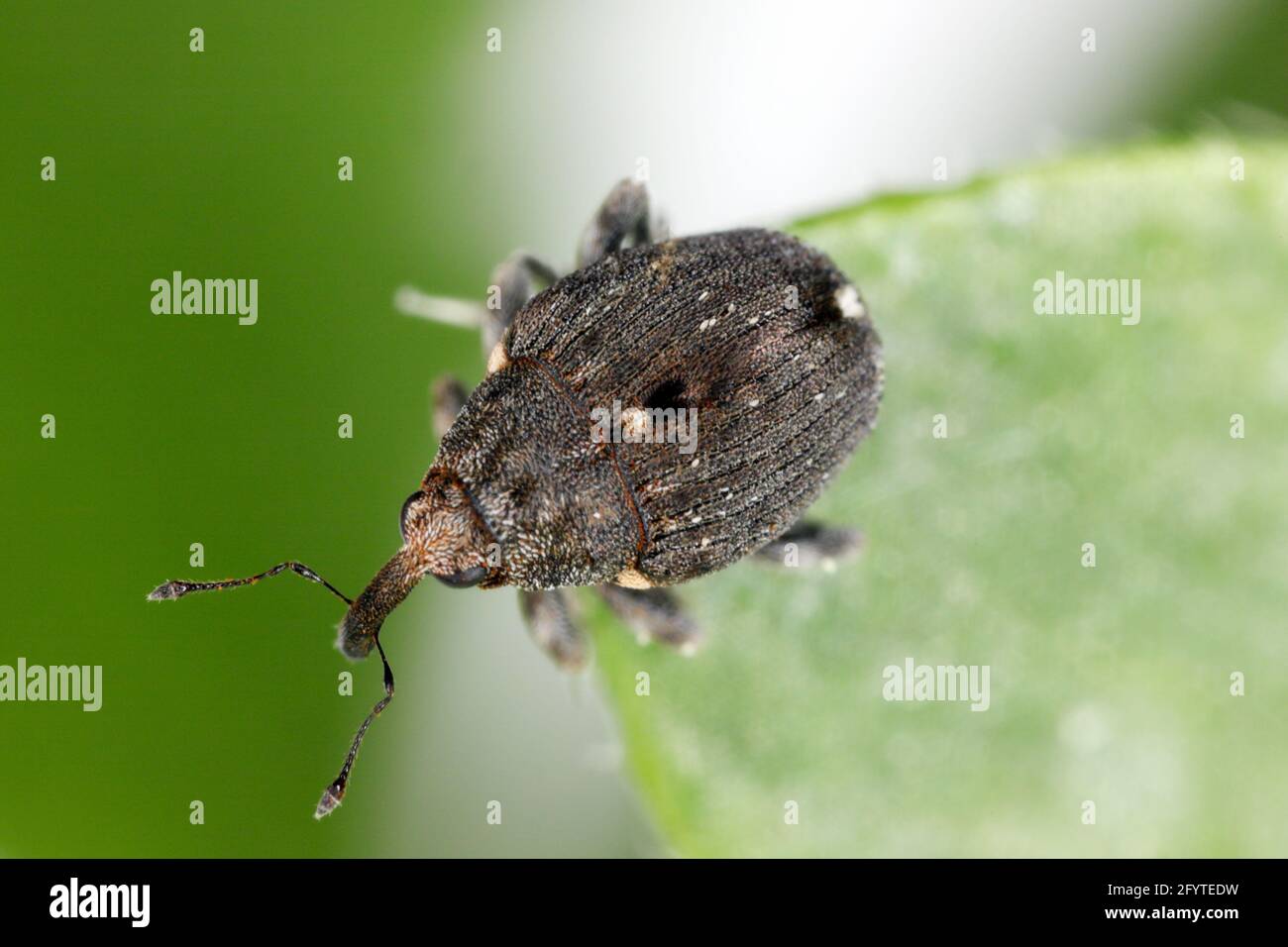 Significant flora and fauna hi-res stock photography and images - Alamy