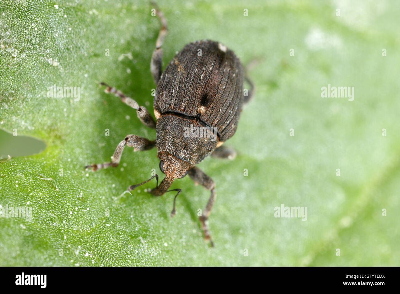 Poppy root weevil (Stenocarus ruficornis) - one of the most significant ...