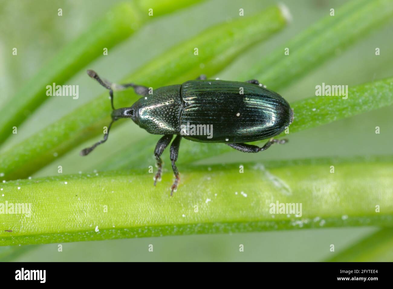 Aulacobaris coerulescens (formerly Baris). The larvae of this beetle ...
