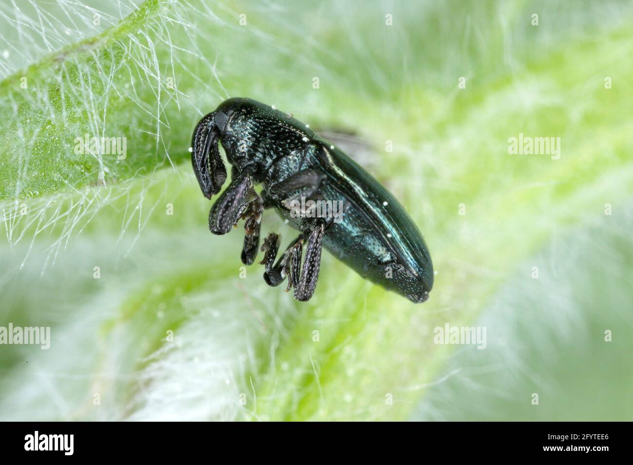 Aulacobaris coerulescens (formerly Baris). The larvae of this beetle ...