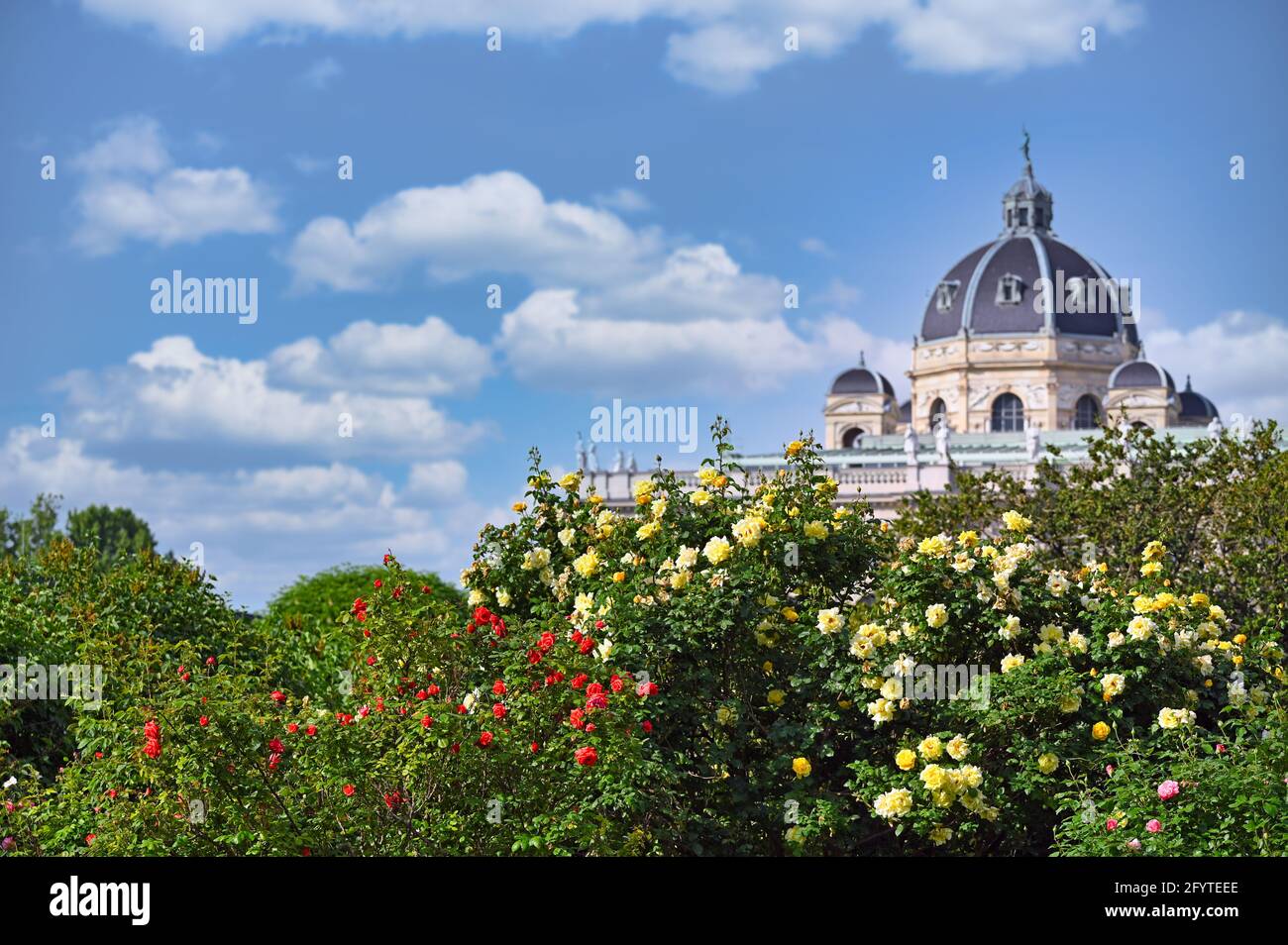 Volksgarten vienna rose roses hi-res stock photography and images - Alamy