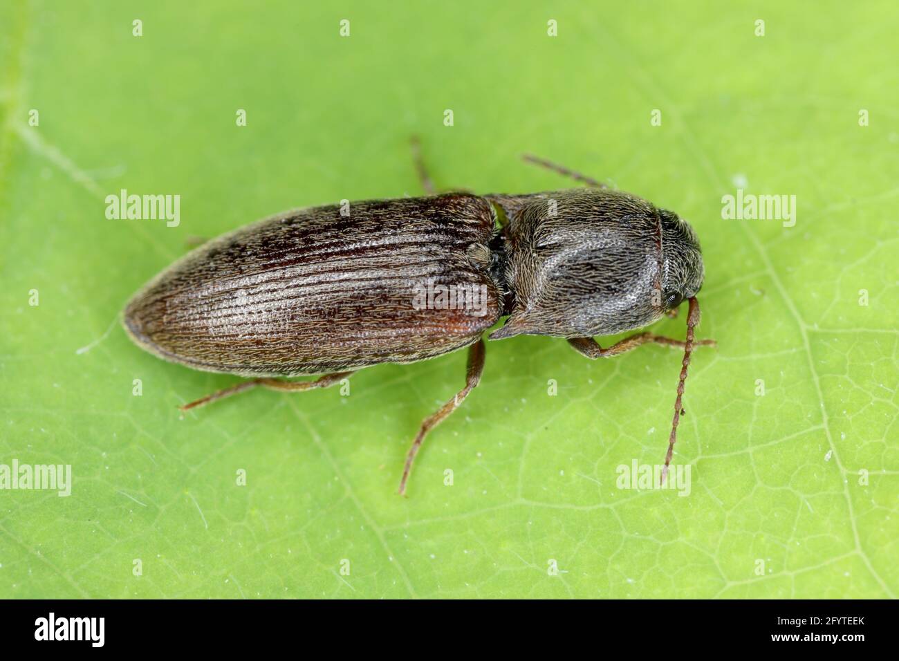 Agriotes sputator brown-black beetle, a pest of cereals and other crops ...