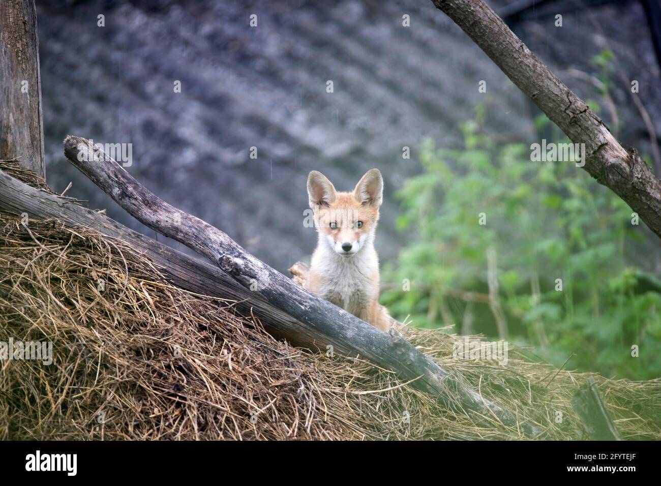 Red Fox (Vulpes vulpes) cub on a hay stack Stock Photo - Alamy