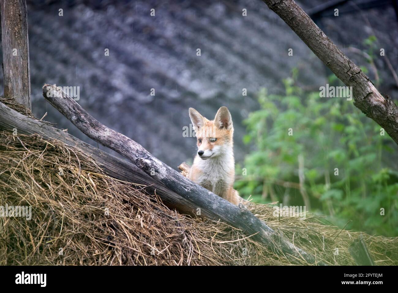 Red Fox (Vulpes vulpes) cub on a hay stack Stock Photo - Alamy