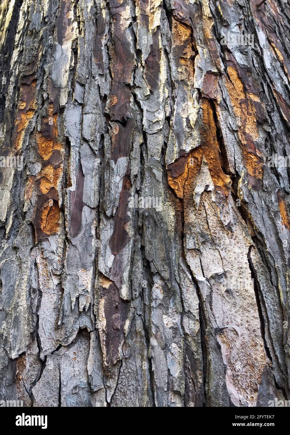 Pine tree skin unique texture background picture Stock Photo - Alamy