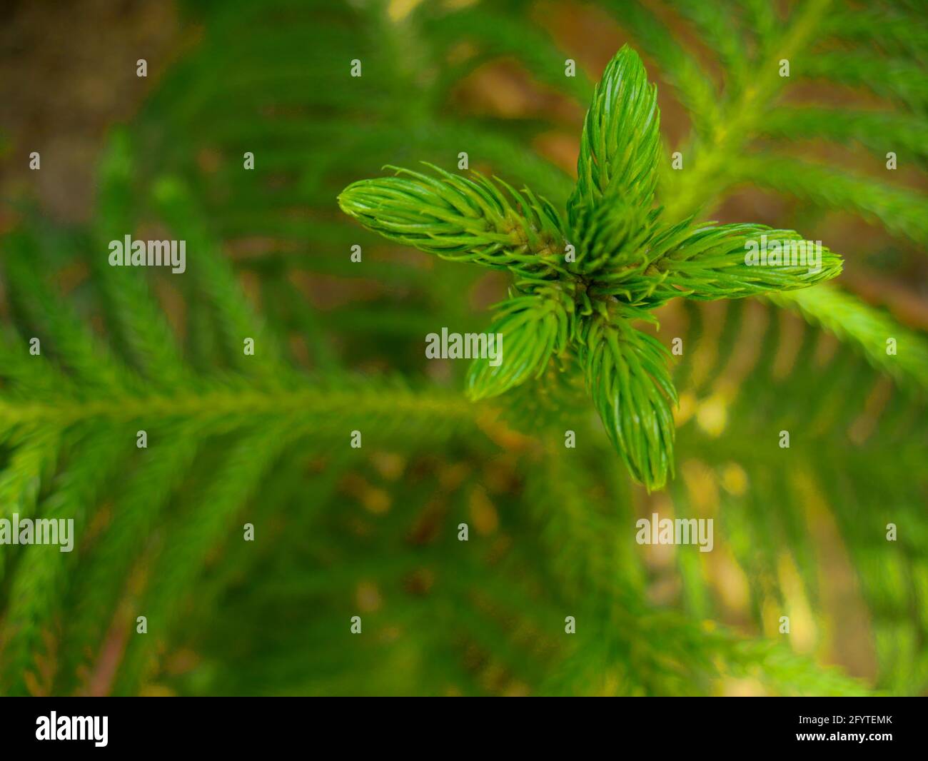 Sharp small leaves plant closeup with blur natural green background ...