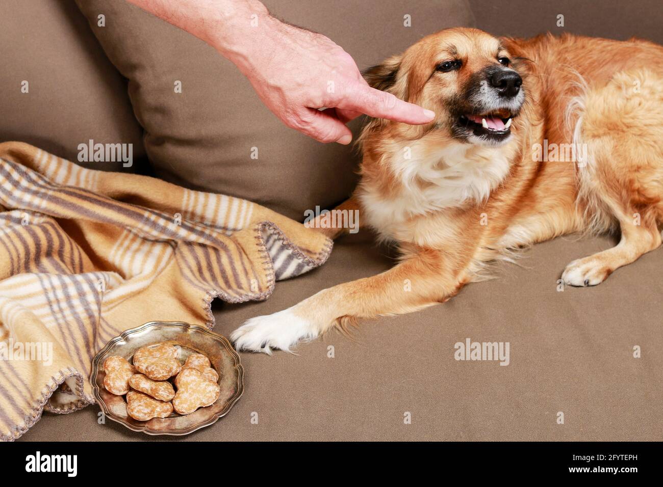 The man is pointing at the dog, he forbids him to eat cookies. Animal ...