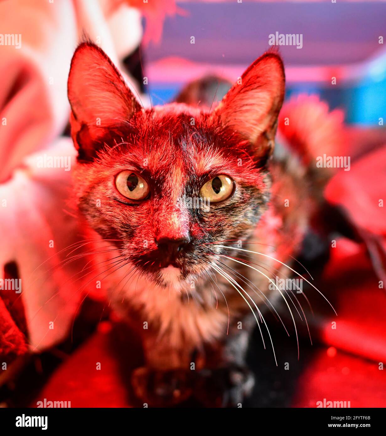 A closeup shot of a beautiful patterned cat face Stock Photo - Alamy