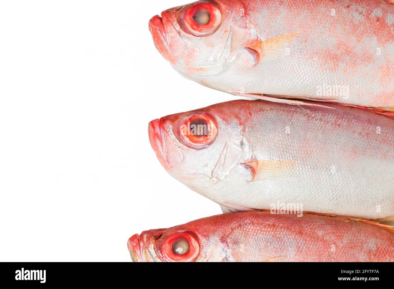 Red bigeye fish Stock Photo - Alamy