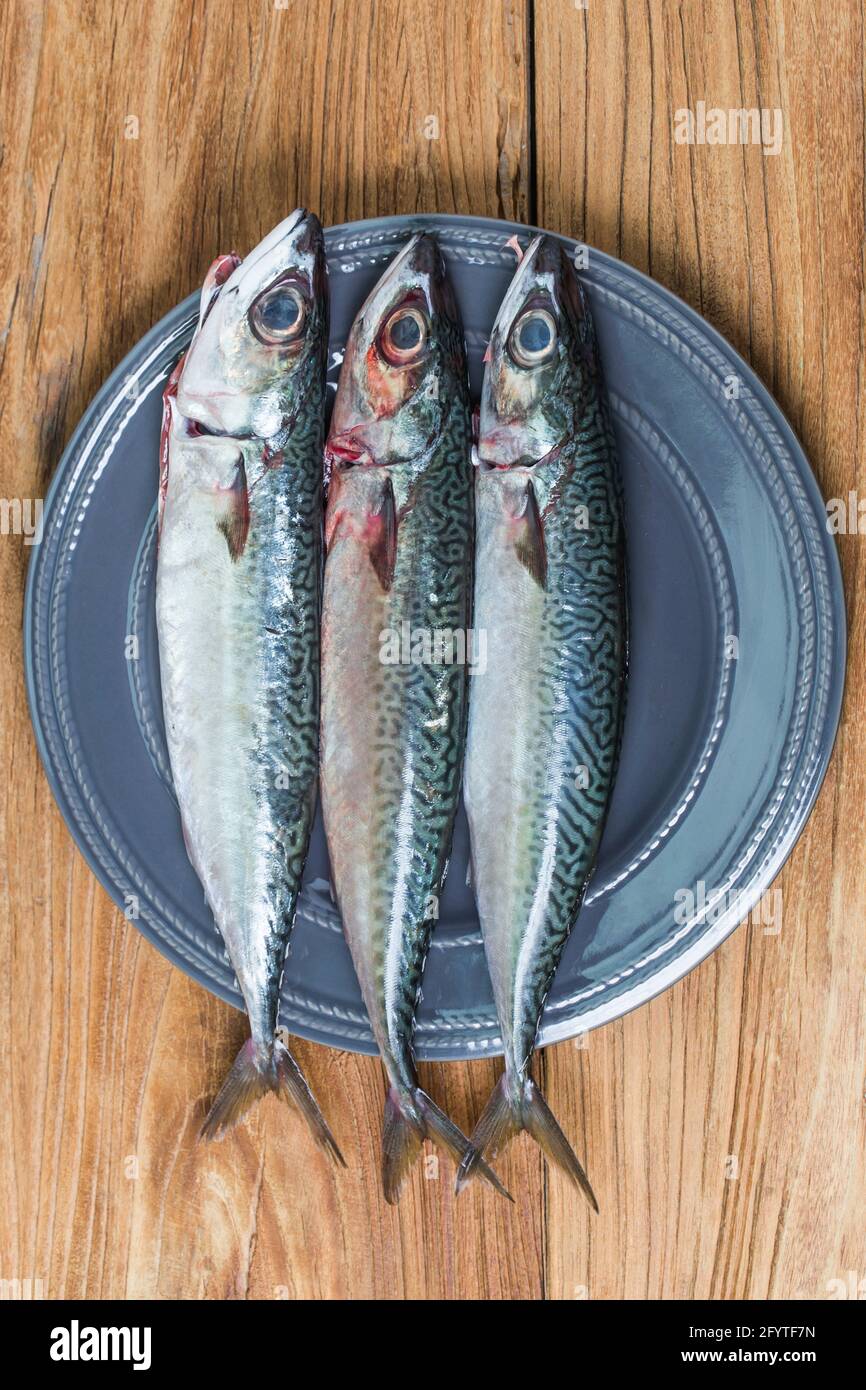 Fresh fish Mackerel Stock Photo - Alamy