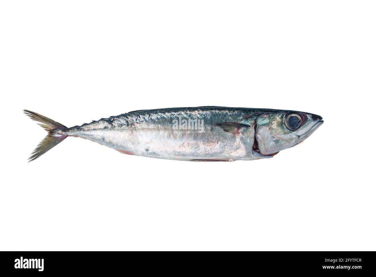 Fresh fish Mackerel Stock Photo - Alamy