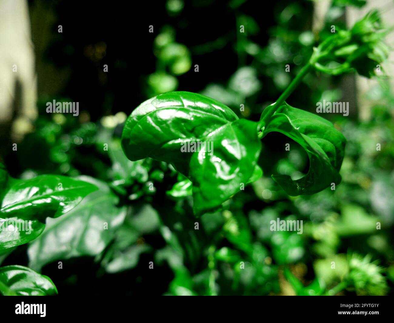 Light reflection on leaves at garden background Stock Photo - Alamy