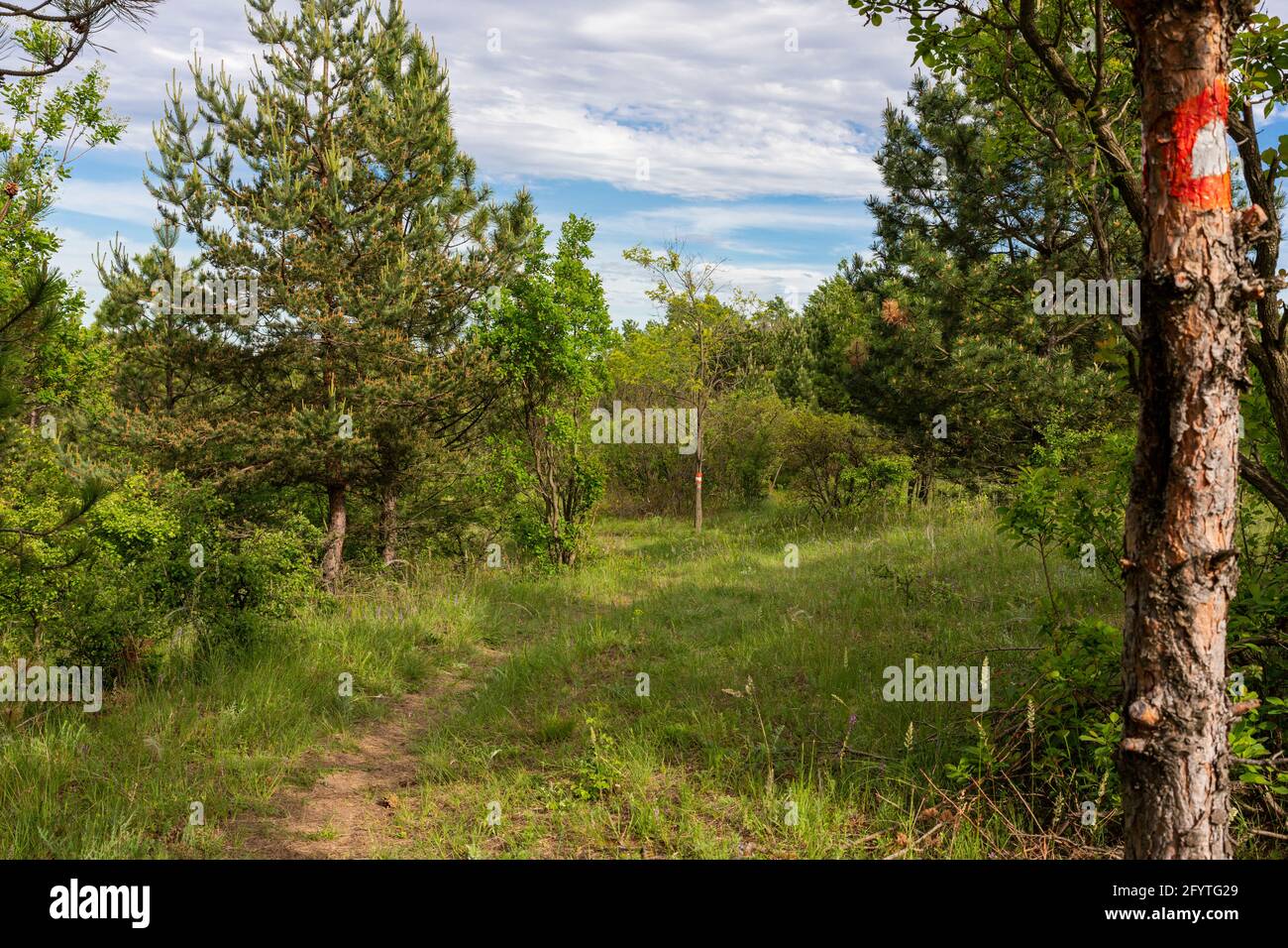Hiking trail and hiking markers on the trees in the forest Stock Photo ...
