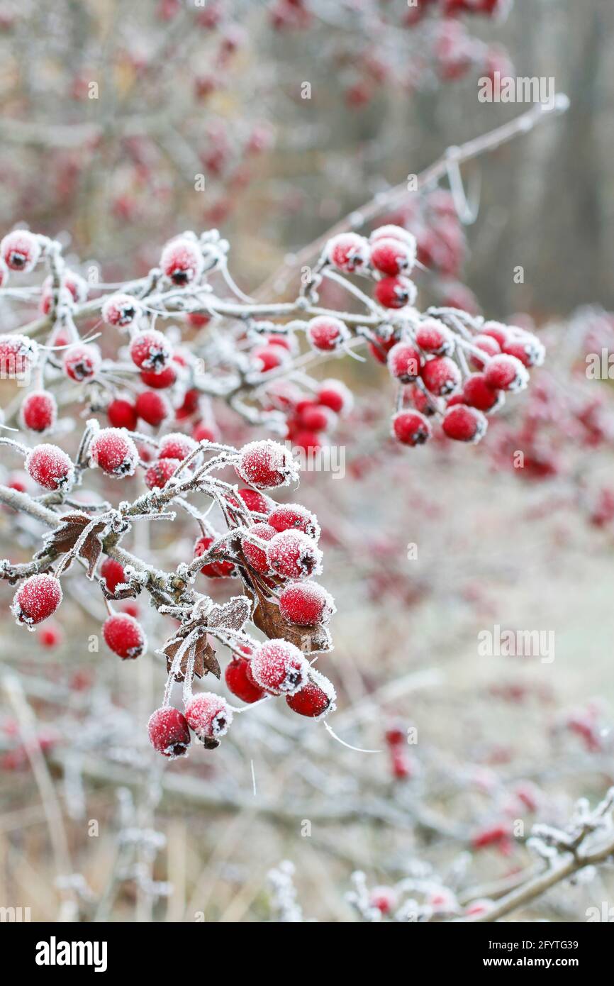 Frosted hawthorn berries in the garden. Winter time Stock Photo - Alamy