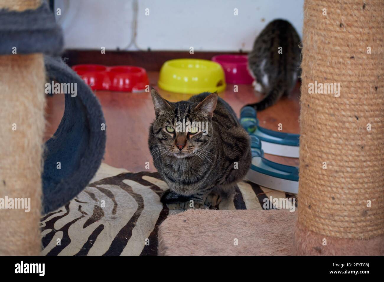 A beautiful striped cat with green eyes near toys Stock Photo - Alamy