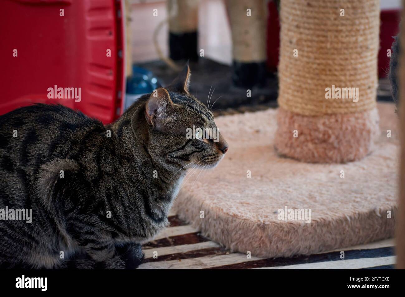 A closeup shot of a beautiful striped cat near a scratching toy Stock ...