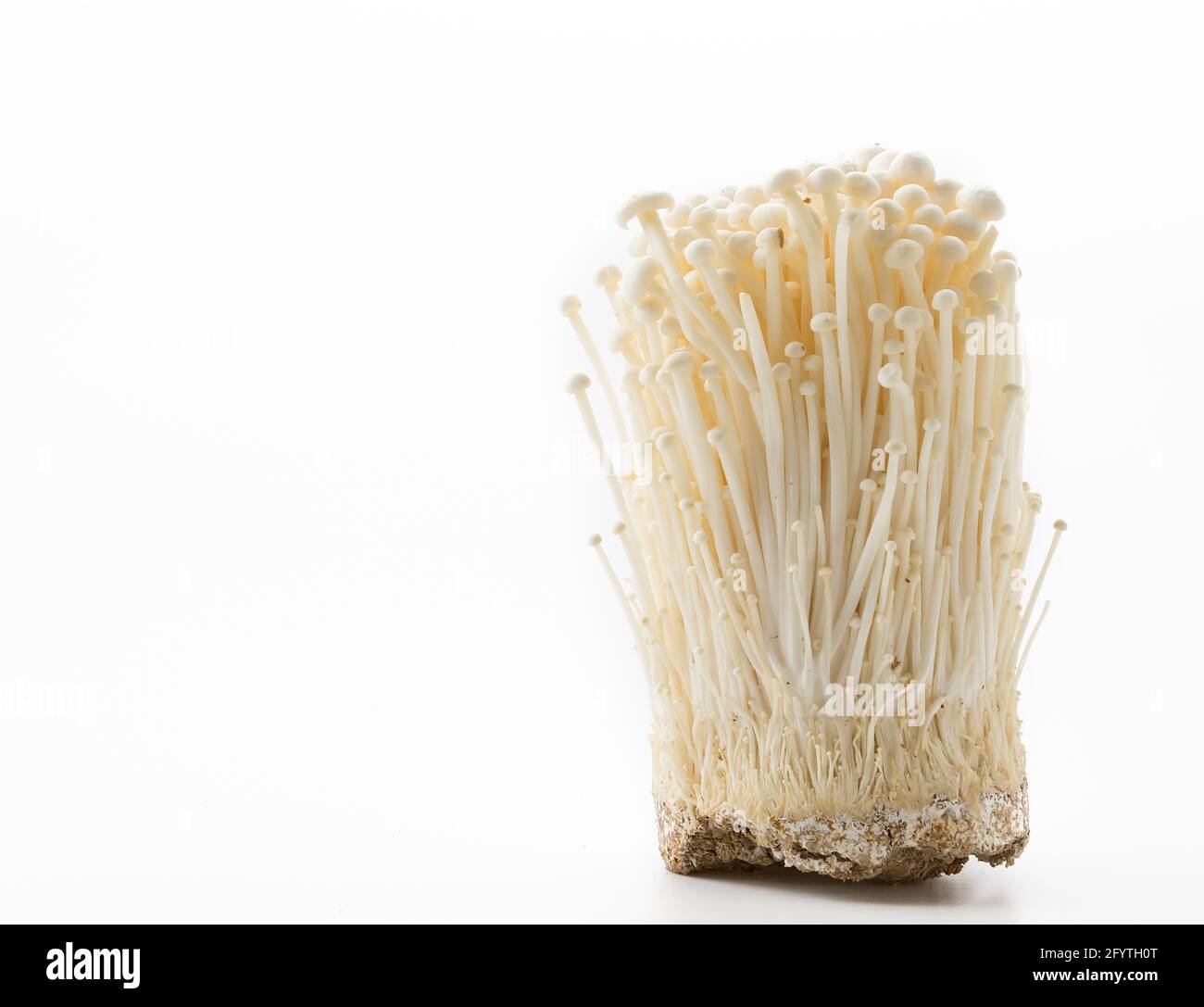 Golden needle mushroom hi-res stock photography and images - Alamy