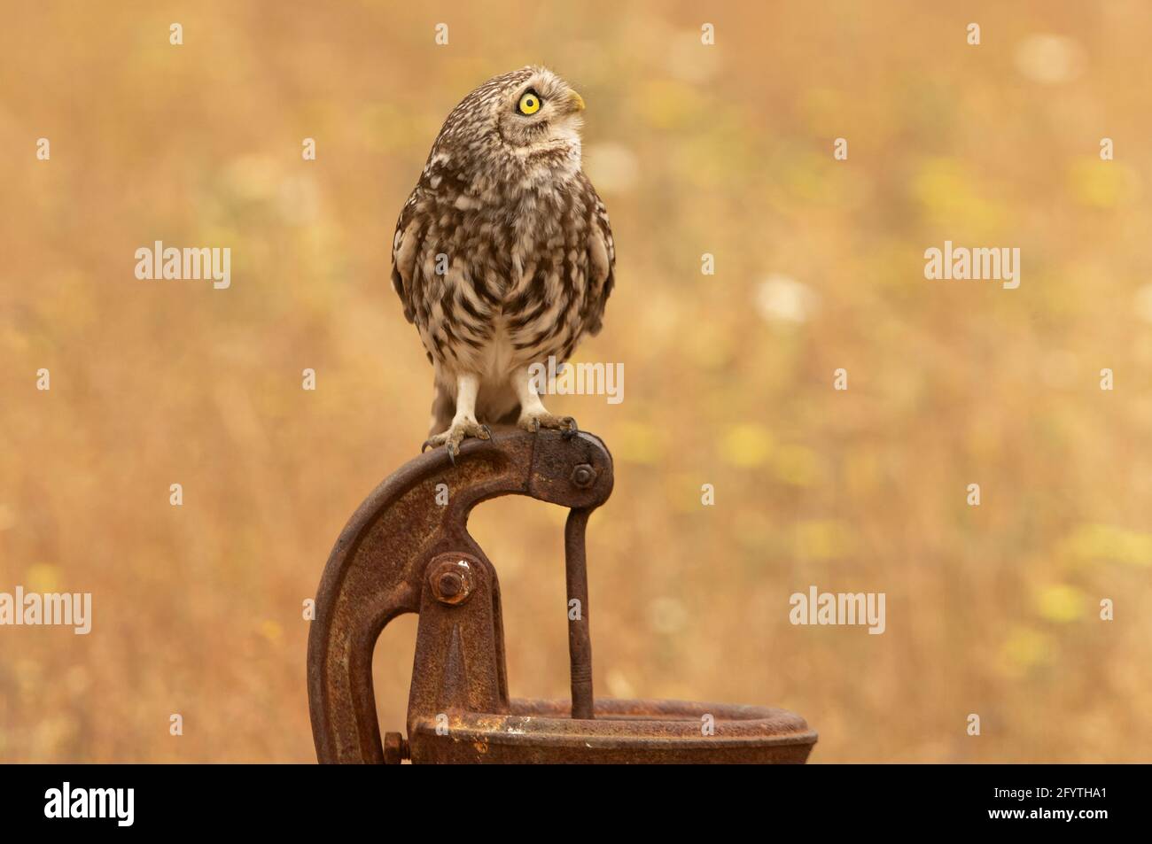 Little owl at its favorite perch in an oak forest with the last lights ...