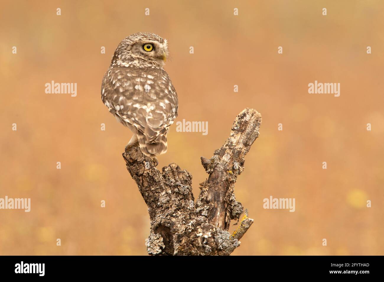Little owl at its favorite perch in an oak forest with the last lights ...