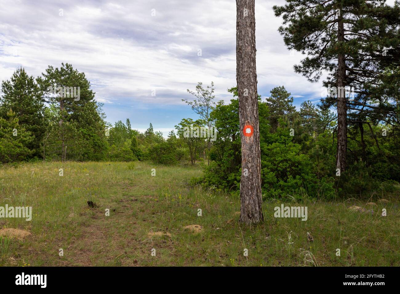 Hiking trail and hiking markers on the trees in the forest Stock Photo ...