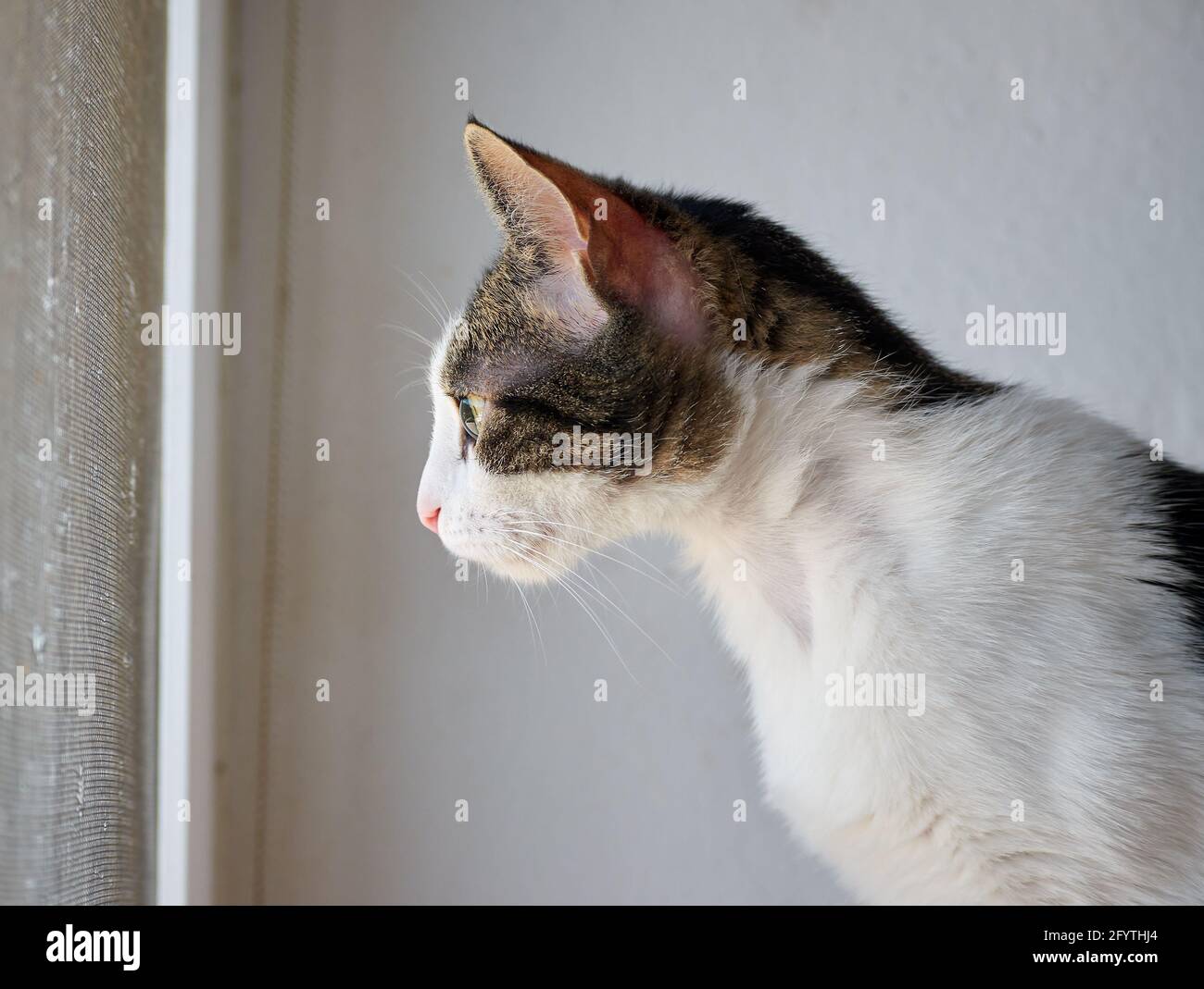 A closeup shot of a beautiful gray and white cat near a window Stock ...