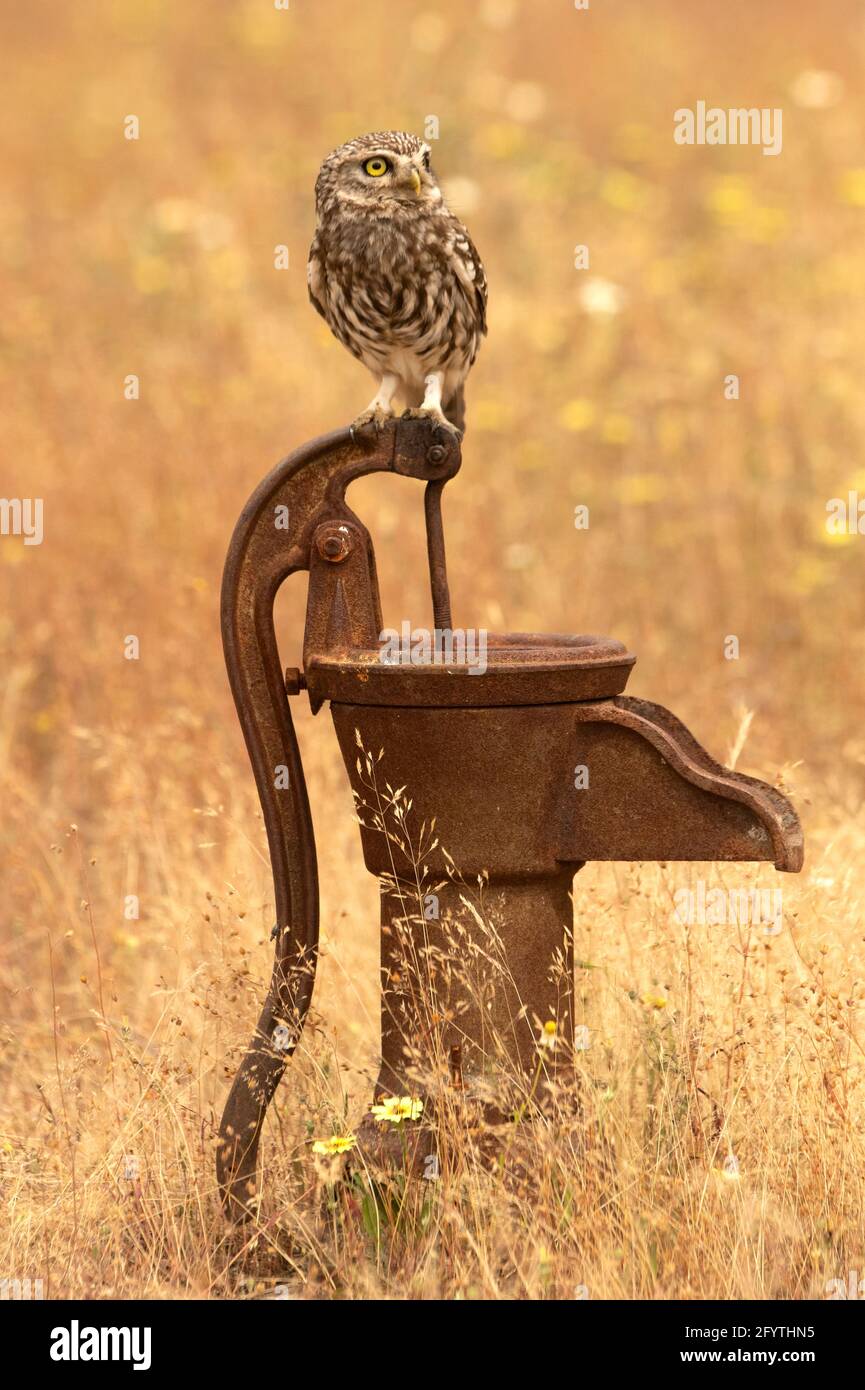 Little owl at its favorite perch in an oak forest with the last lights ...
