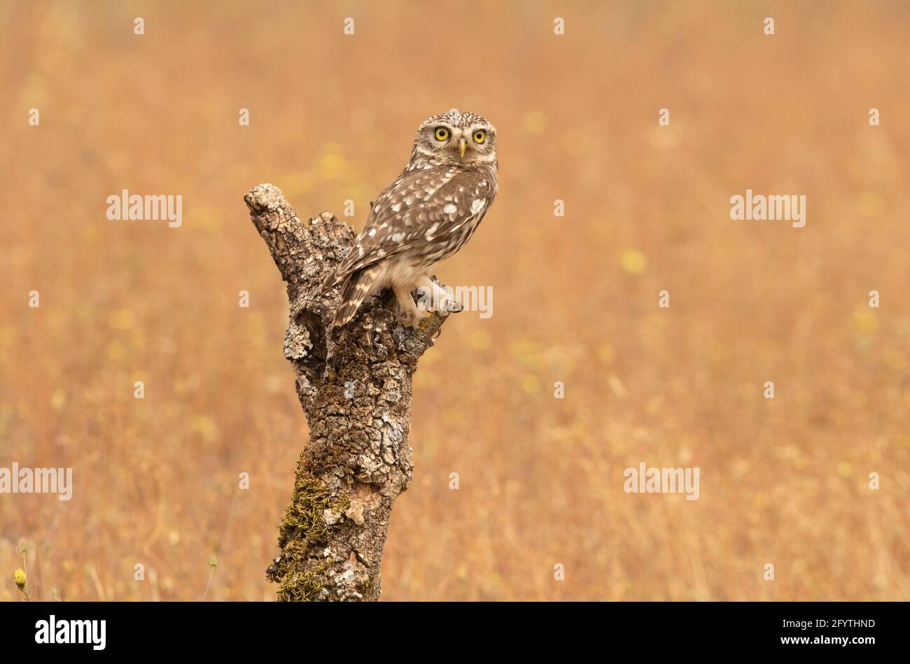 Little owl at its favorite perch in an oak forest with the last lights ...