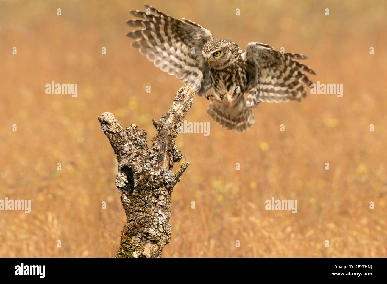 Little owl at its favorite perch in an oak forest with the last lights ...