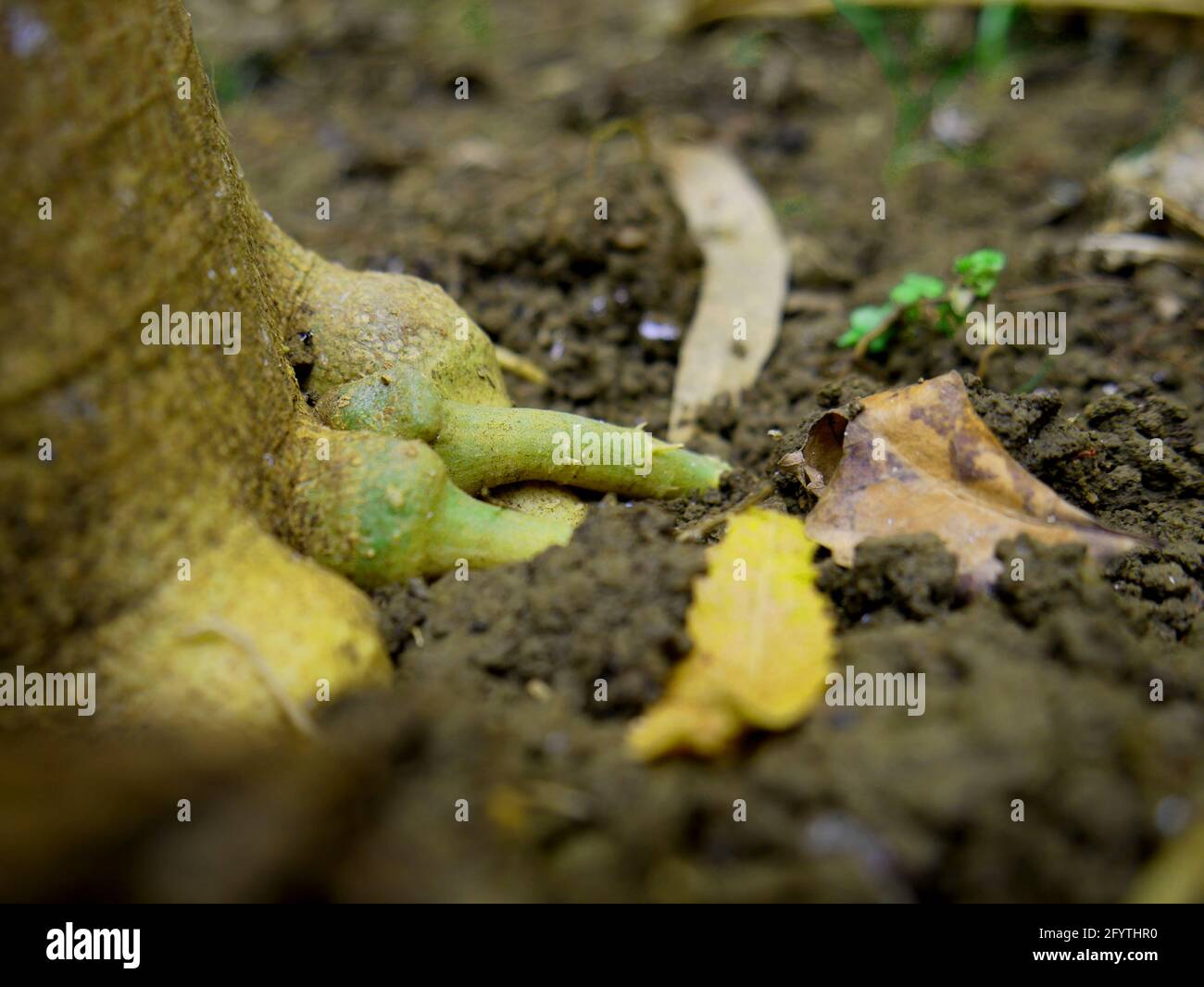 Papaya tree roots closeup shot around black soil land presented with ...
