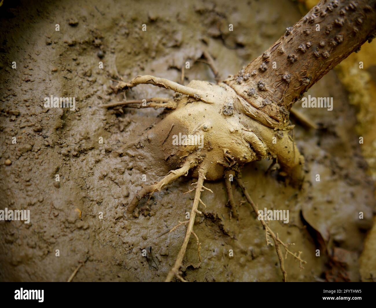 Tropical plant roots closeup shot around black soil land presented with ...