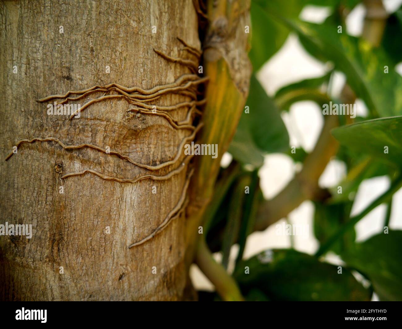 Climbing Roots Of Money Plant