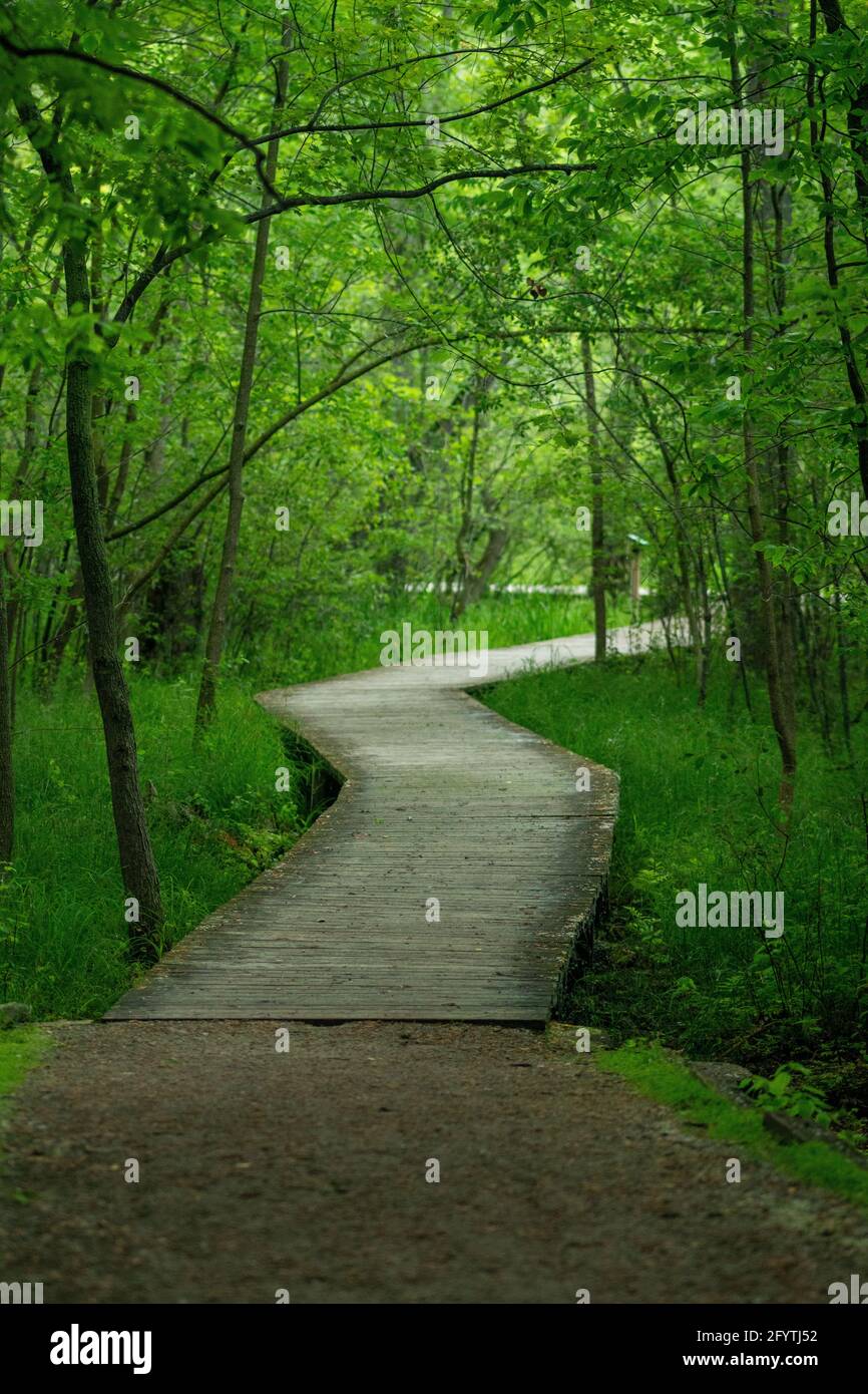 A scenic shot of a roadway that goes through a forest full of thin ...