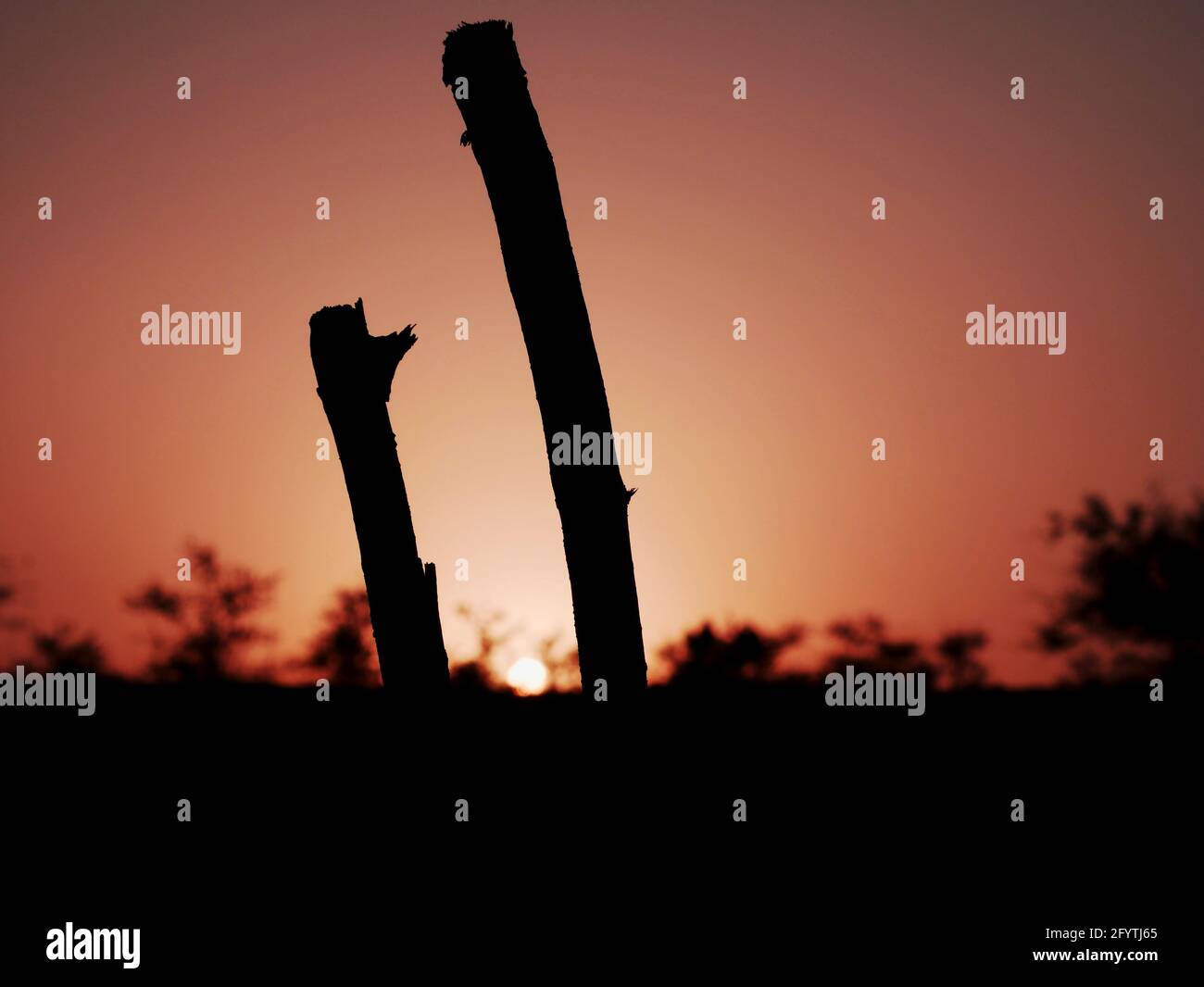 Sunset light between wooden pole sky background Stock Photo - Alamy