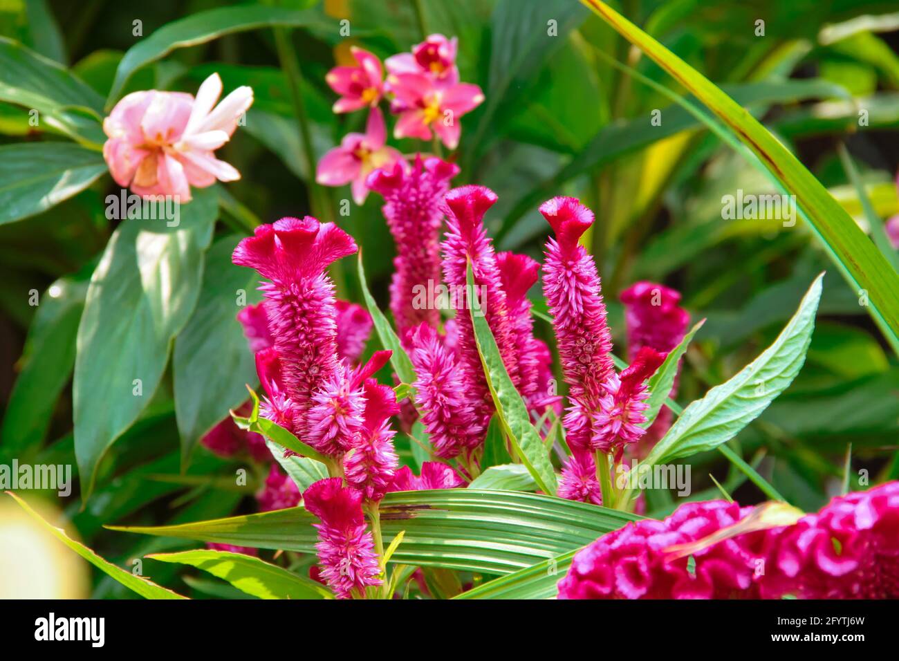 Cockscomb flower, celosia cristata species Stock Photo - Alamy
