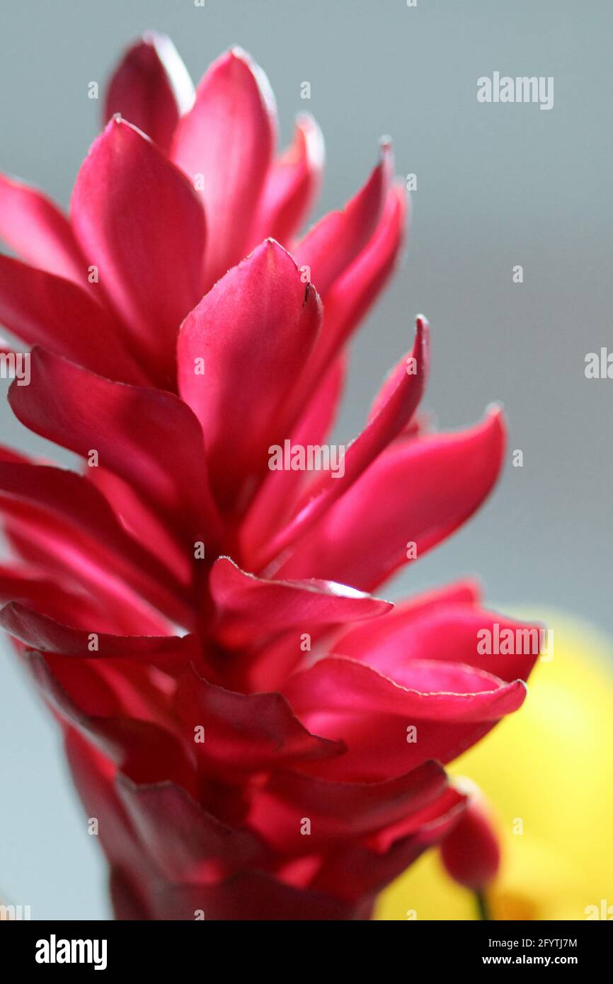 Tropical ginger flower arrangement hi-res stock photography and images ...