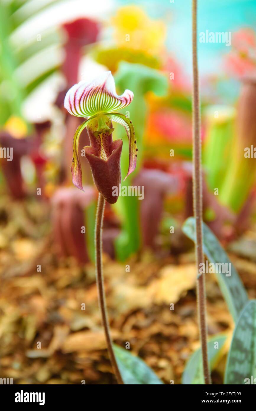 Close up of ptcher plants with natural backdrop Stock Photo - Alamy