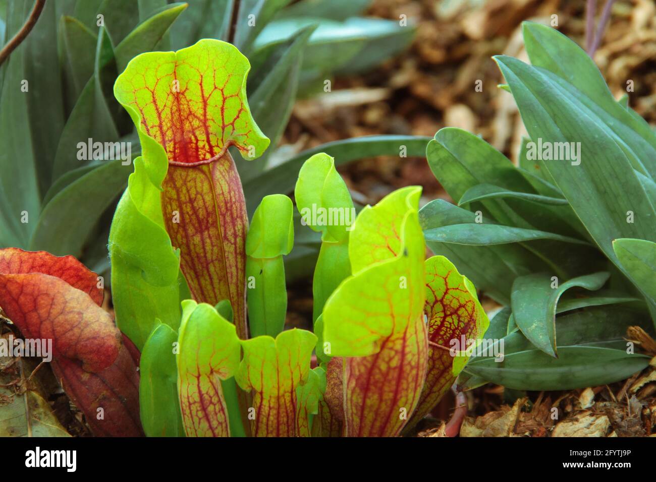 Open pitcher plant hi-res stock photography and images - Alamy