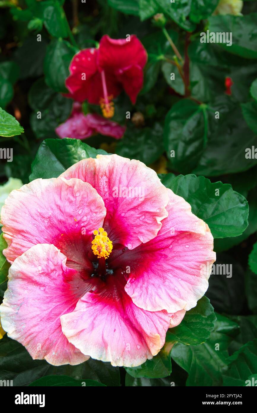 Close up of Hibiscus flower with natural backdrop Stock Photo - Alamy