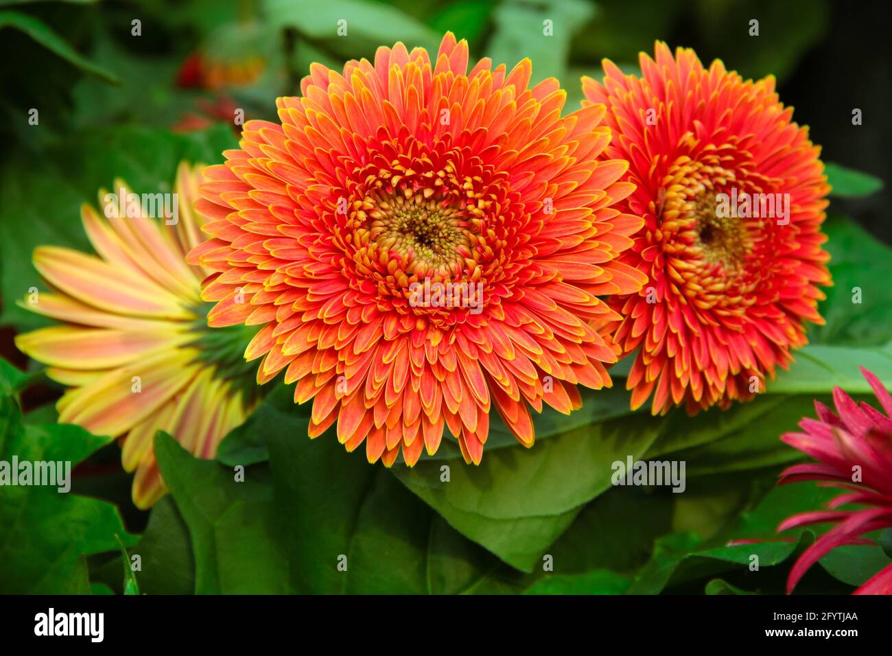 Orange color aster flower Stock Photo - Alamy