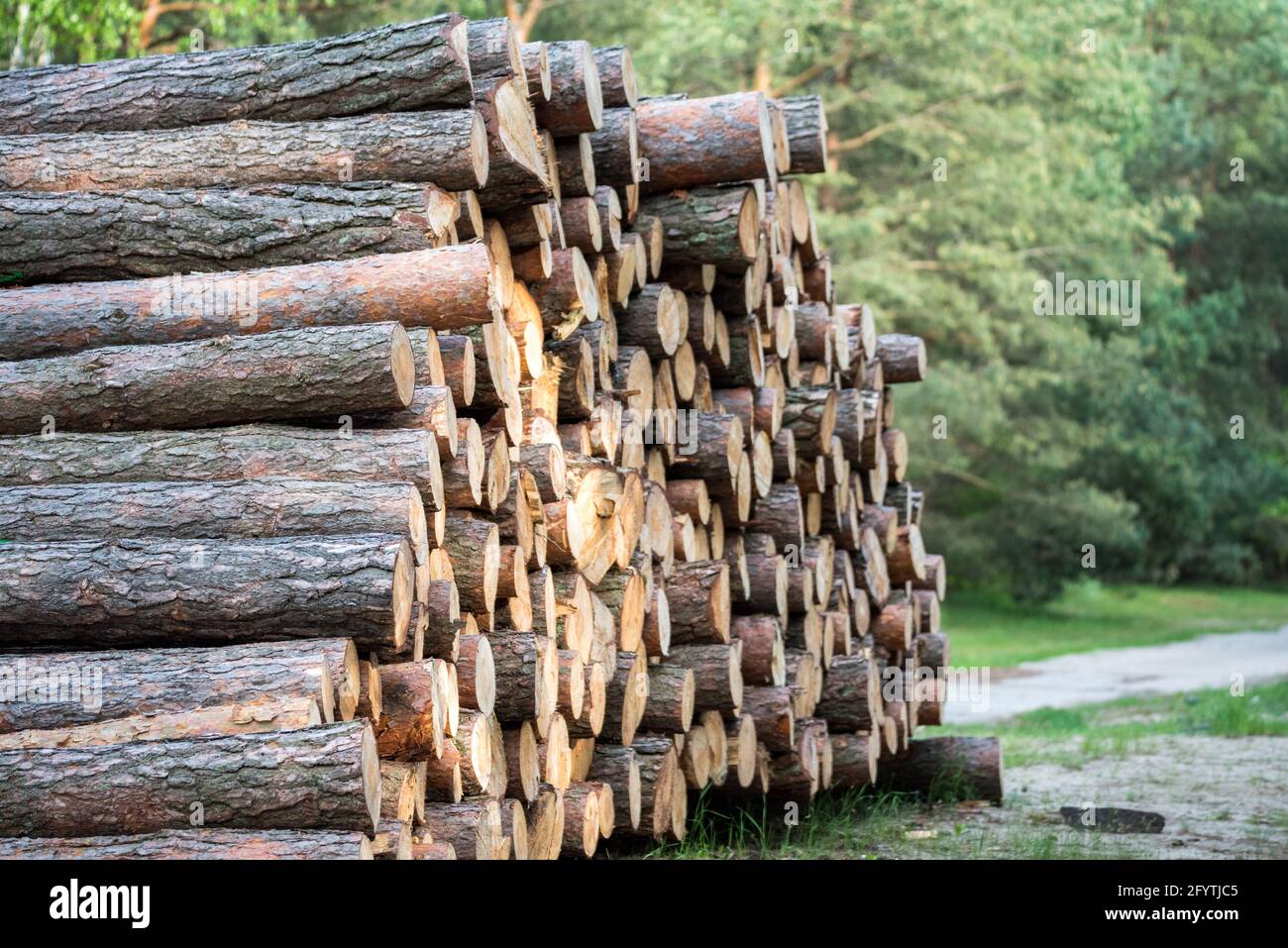 A pile of wood in the forest. Deforestation. Cut trunks of conifers ...