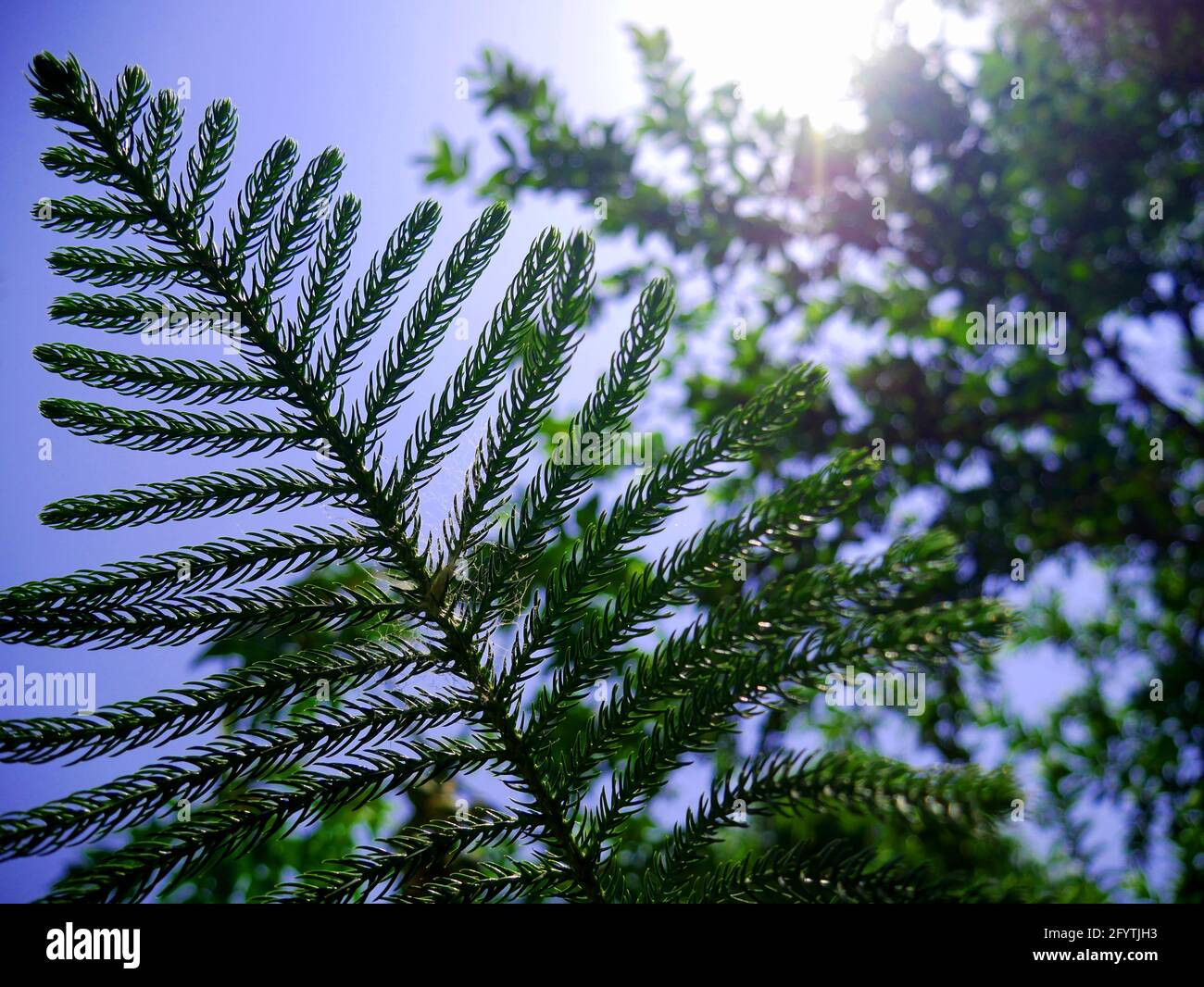 Beautiful leaves plant closeup behind sun light reflection on sky blur ...