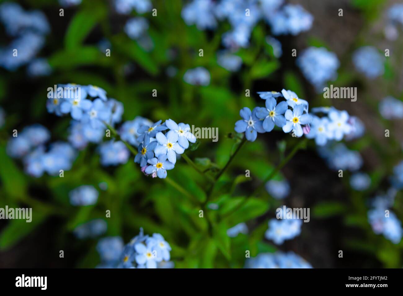 A closeup shot of forget-me-not flowers Stock Photo - Alamy