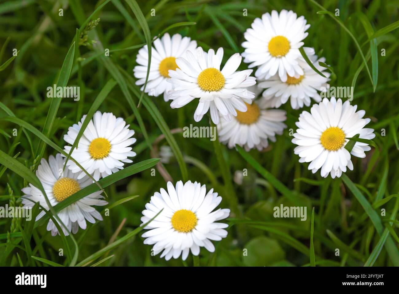 A closeup shot of beautiful daisies growing in a field Stock Photo - Alamy