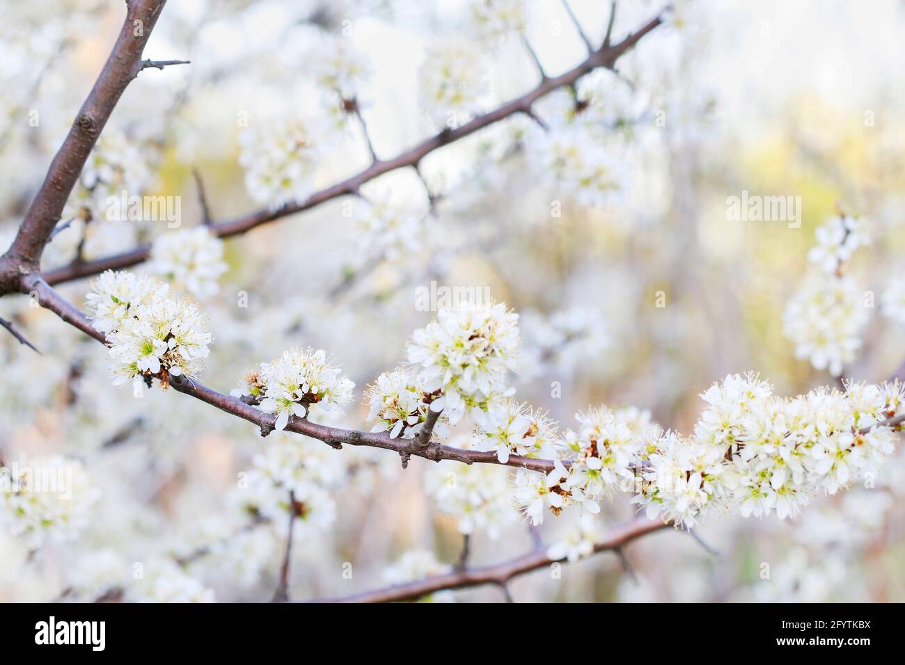 Blooming branch of hawthorn tree. Beautiful spring landscape Stock ...