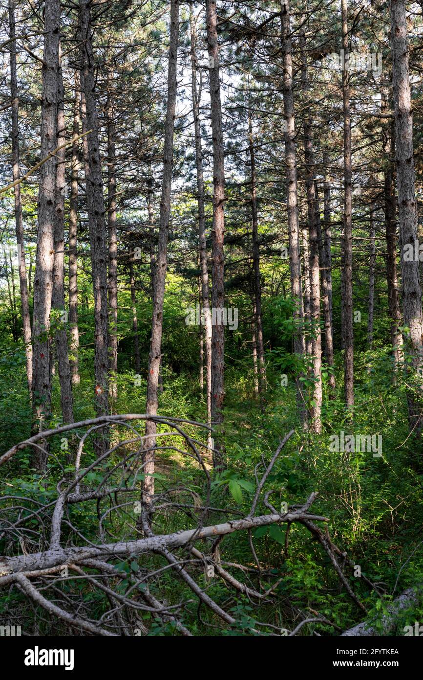 Forest and tall trees landscape in nature reserve Stock Photo - Alamy