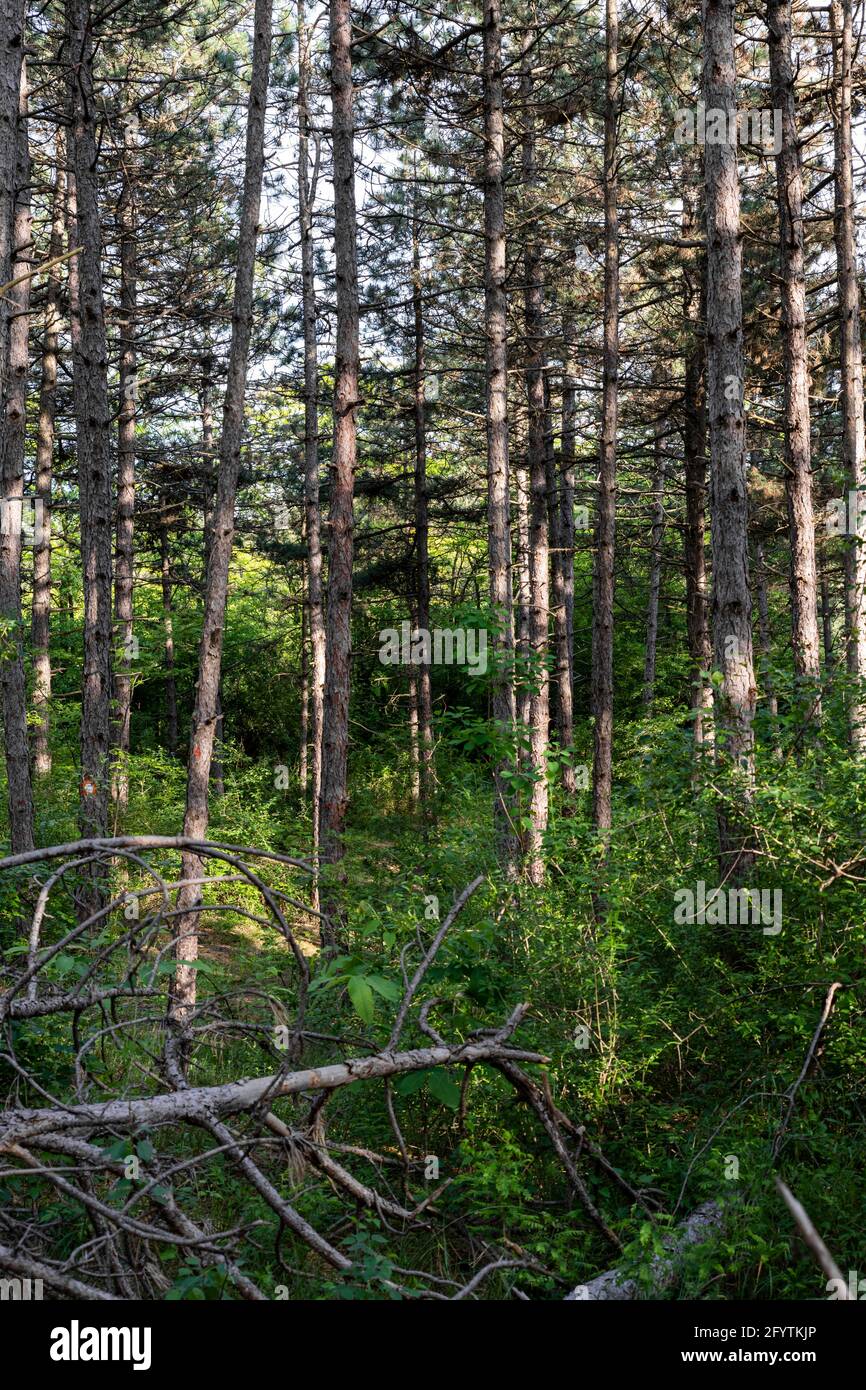 Forest and tall trees landscape in nature reserve Stock Photo - Alamy