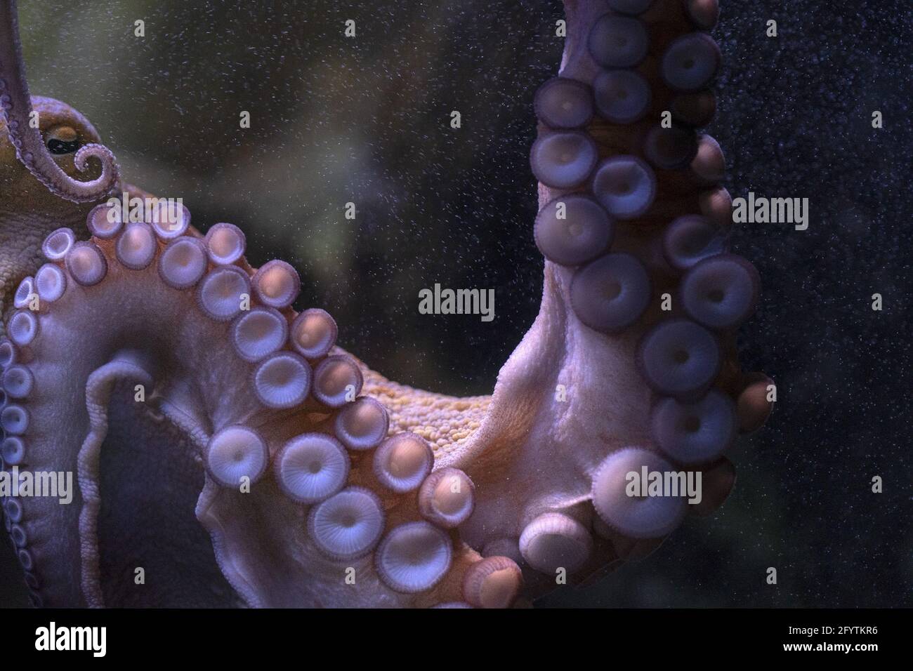 octopus underwater close up portrait detail Stock Photo - Alamy