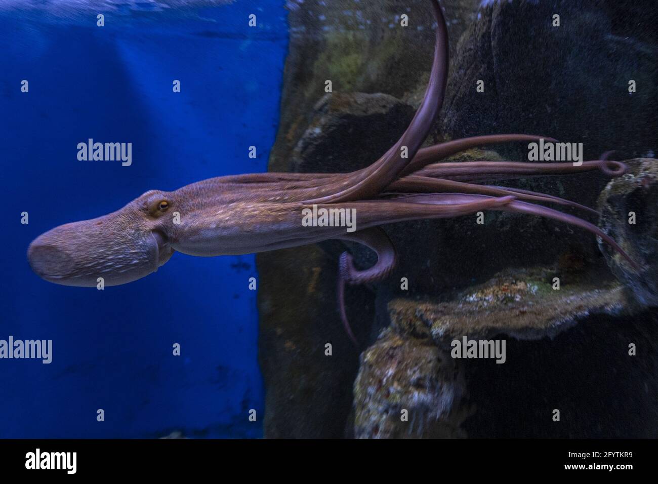 octopus underwater close up portrait detail Stock Photo - Alamy