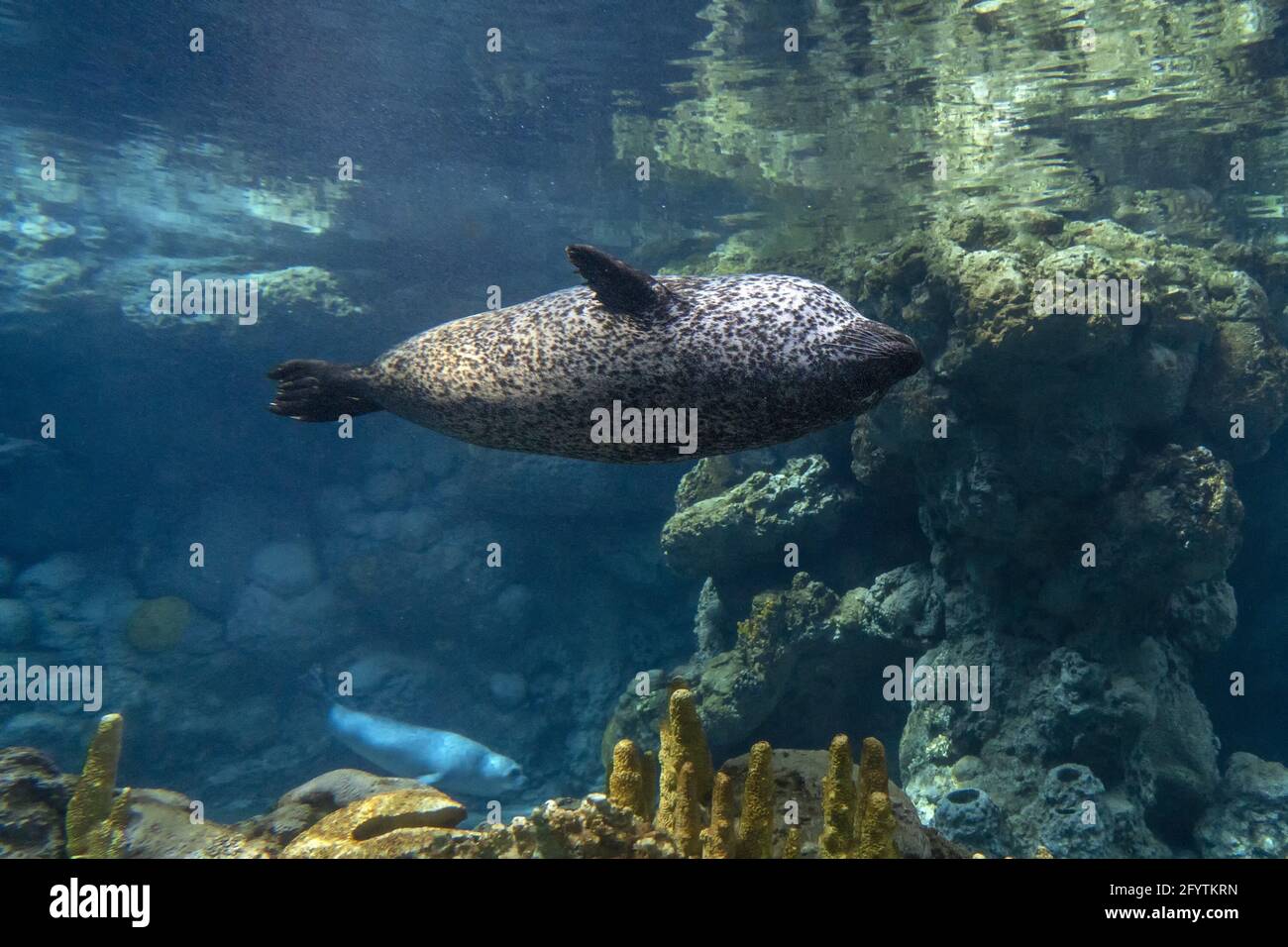 Common seal looking at you portrait Stock Photo - Alamy