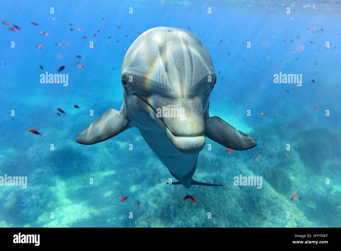 dolphin underwater on the reef background looking at you Stock Photo ...
